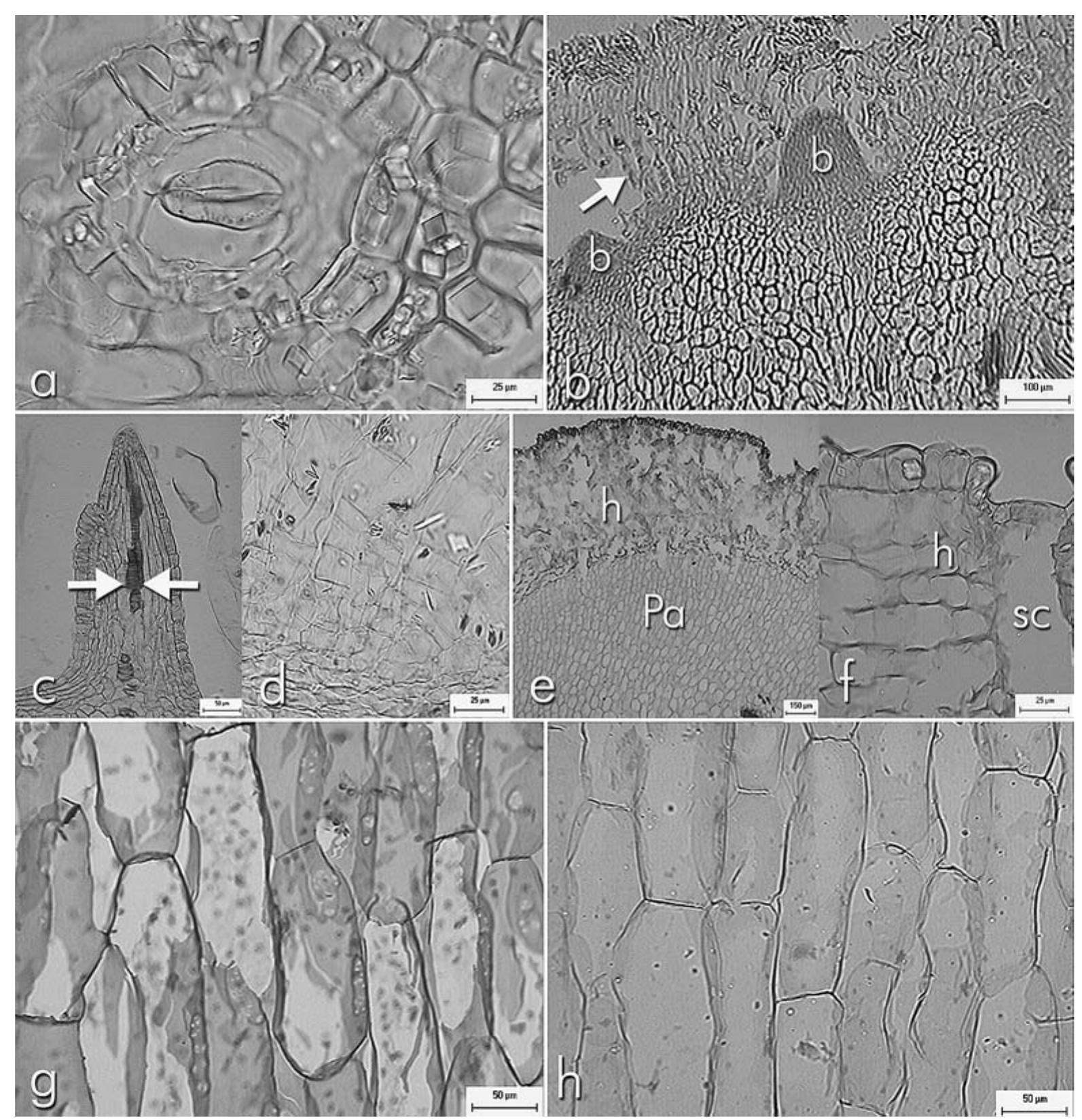 Anatomy of the epidermis and cortex in the nonreproductive