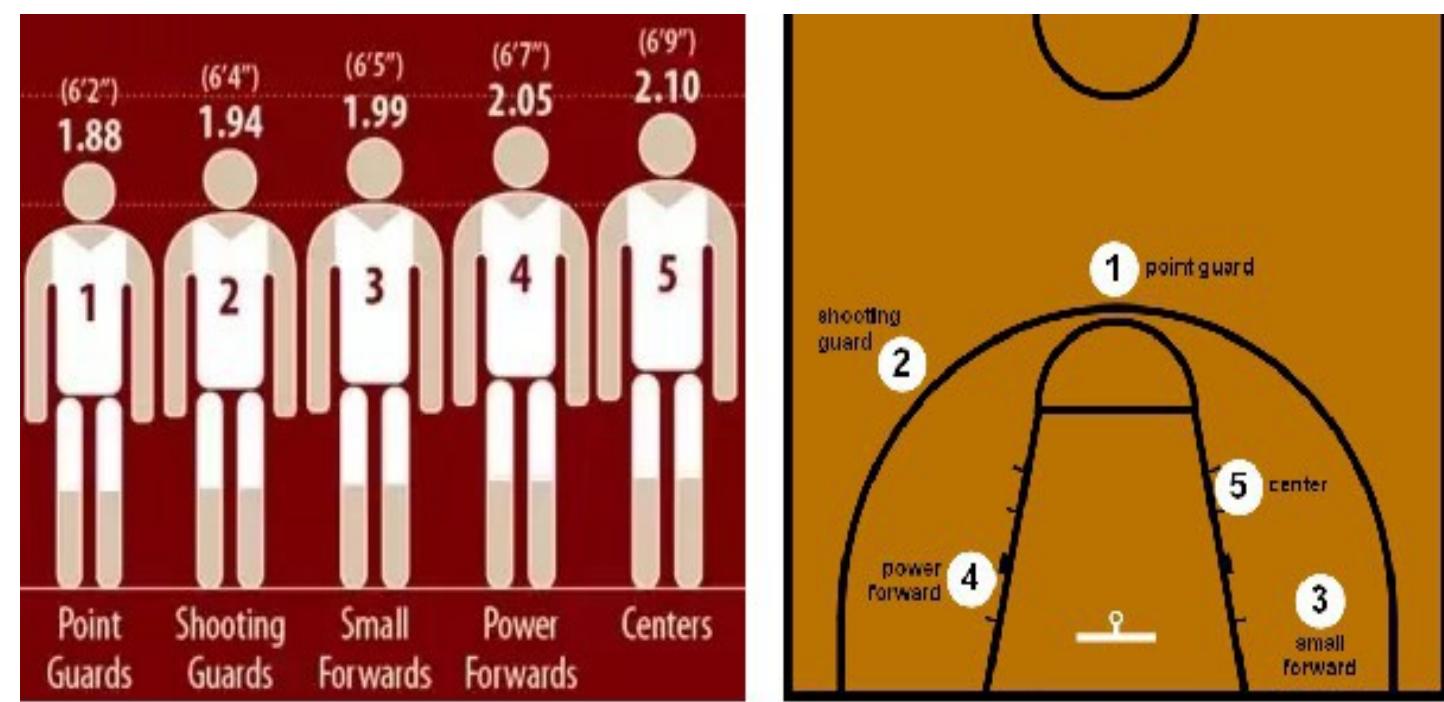 Abbildung 7: average size of basketball positions (source: