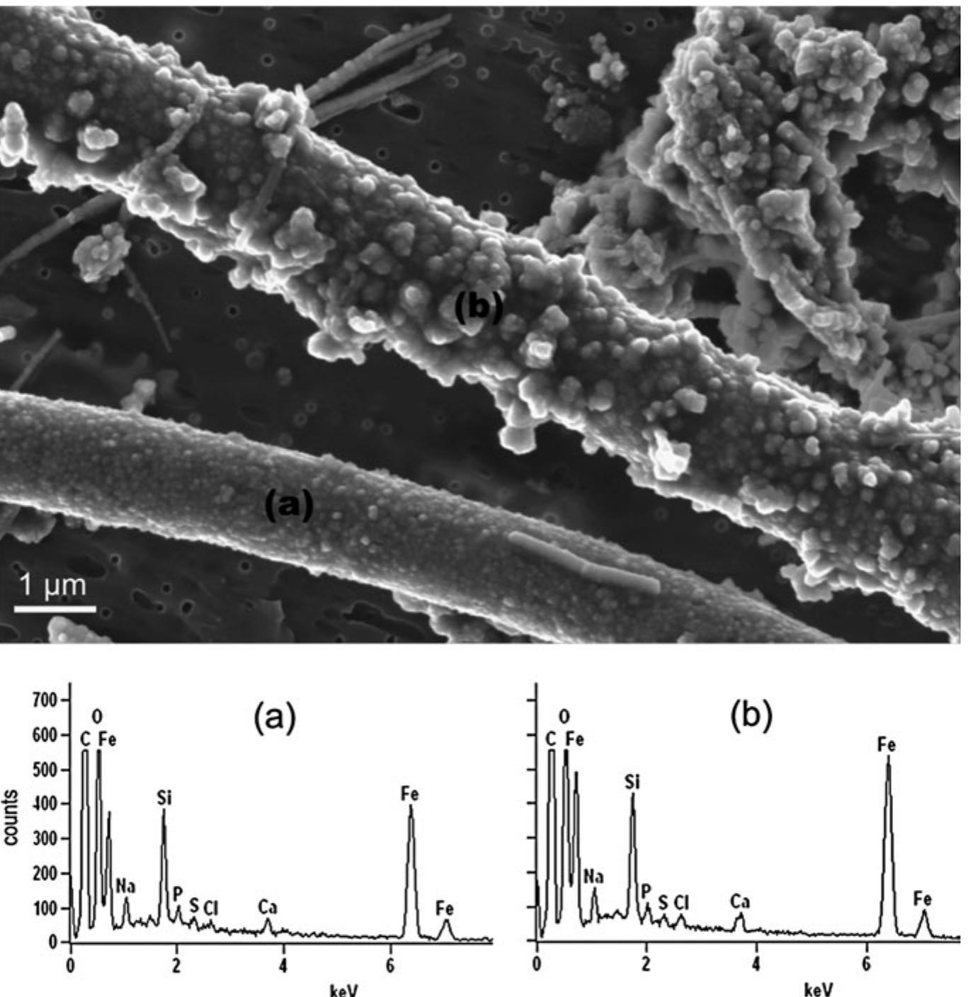 Sem and eds spectra of sheaths showing different degree of