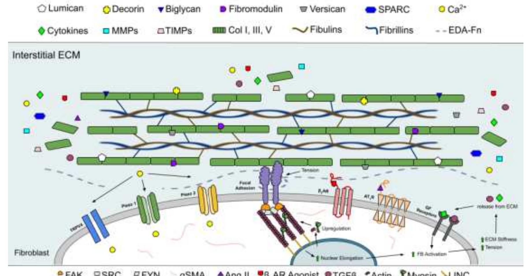 3. cardiac fibroblast and ecm under tension. schematic
