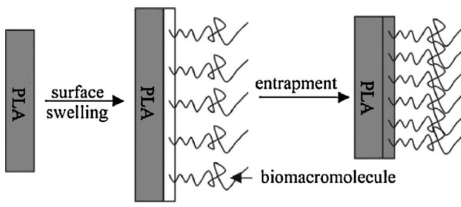Schematic diagram of the entrapment process (reproduced with