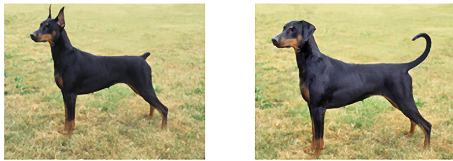 Example of natural and modified full body images presented