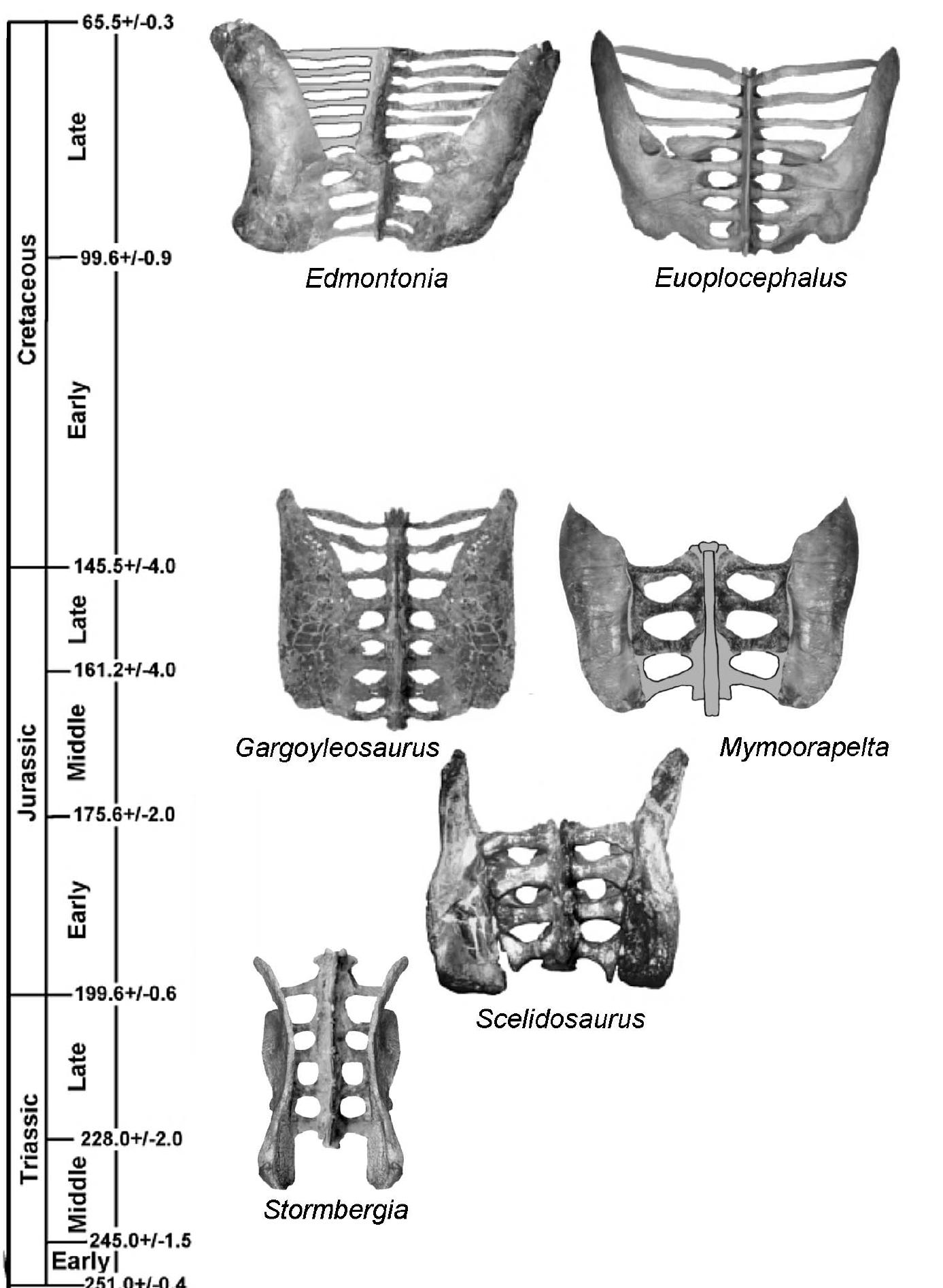 The origin and evolution of the ankylosaur pelvis can be