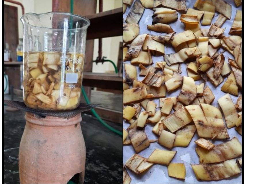(PDF) Bioplastics from banana peels and biodegradation by micro organisms