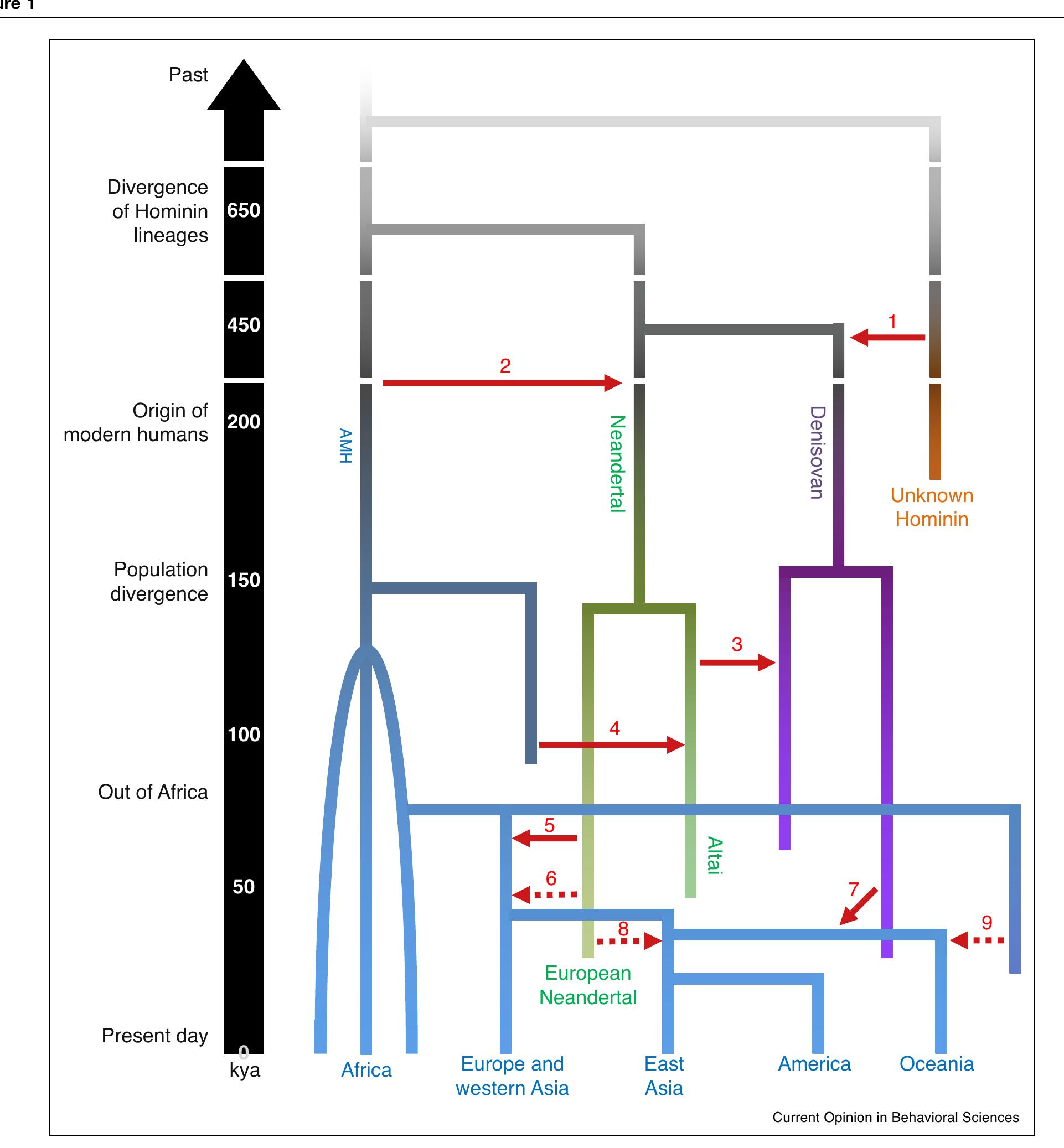 Schematic representation of human evolution (based on [15°])