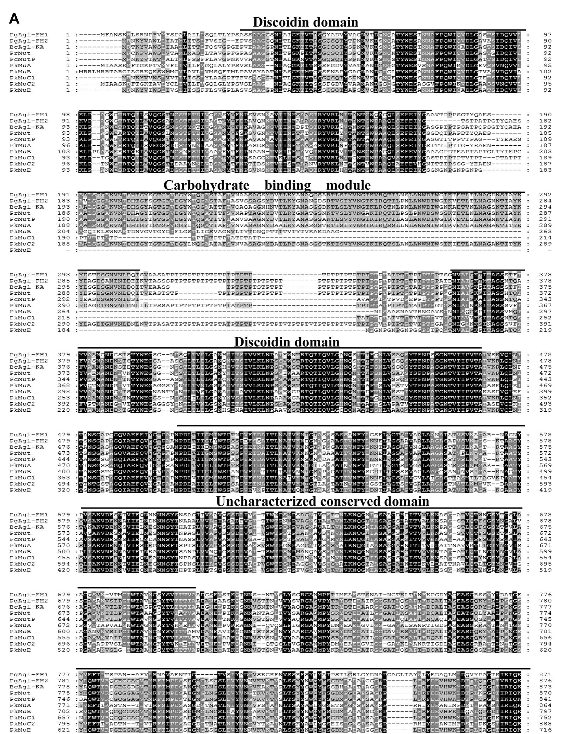 Multiple alignments of amino acid sequence of agl-fh1 and