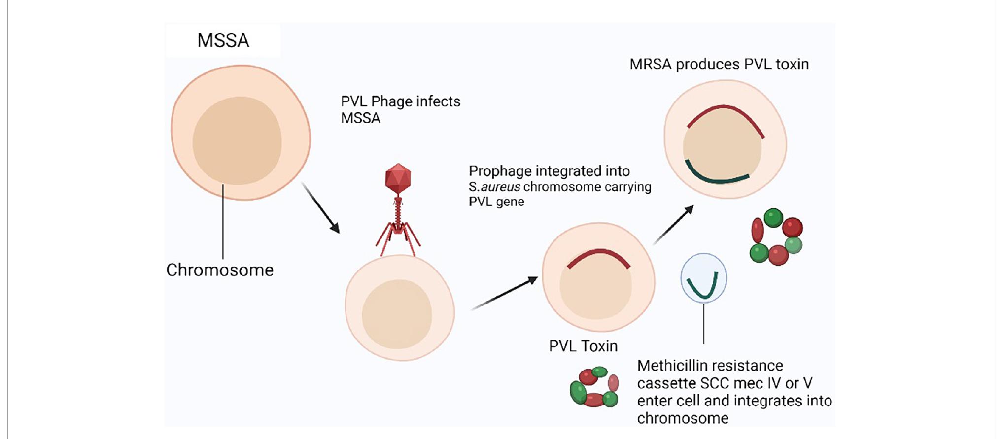 Panton-valentine leukocidin (pvl) producing