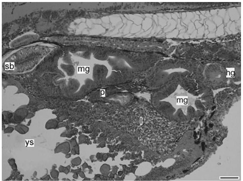 Sagittal section of a discus larvae 4 dah. yolk sac is