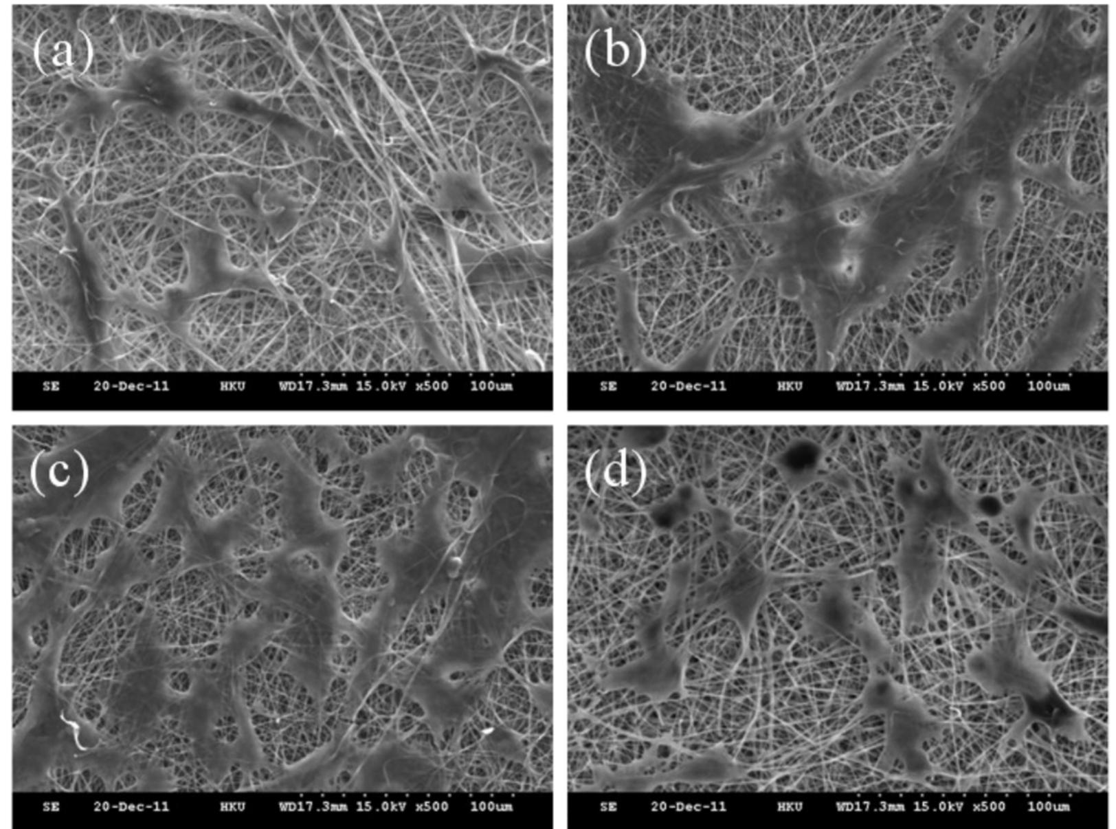 Scanning electron microscopy images of 3t3-l1 cells attached