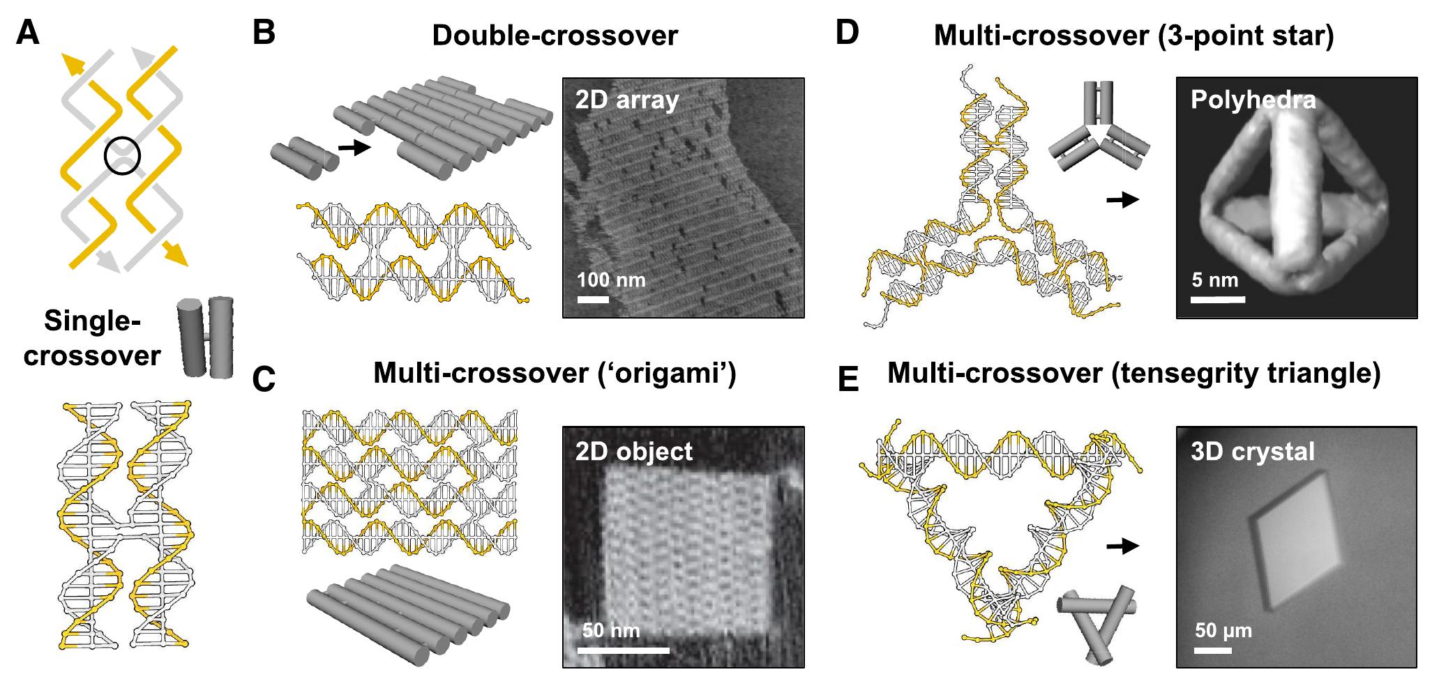 The double-helix as a secondary structural element: