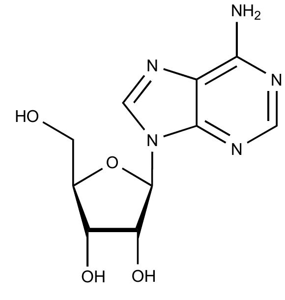 Figure 3 - Cordyceps militaris (L.) Link: Chemical Bioactive