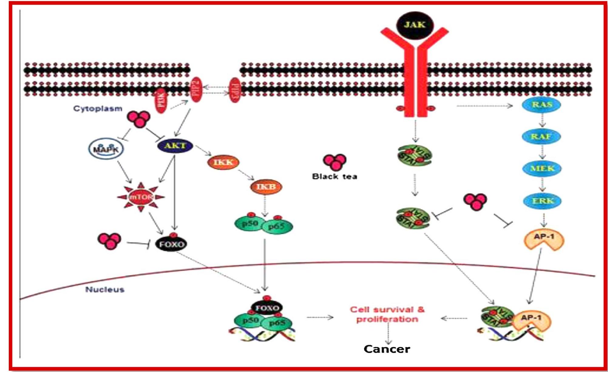 Diagram shows the signaling pathways of cancer that are