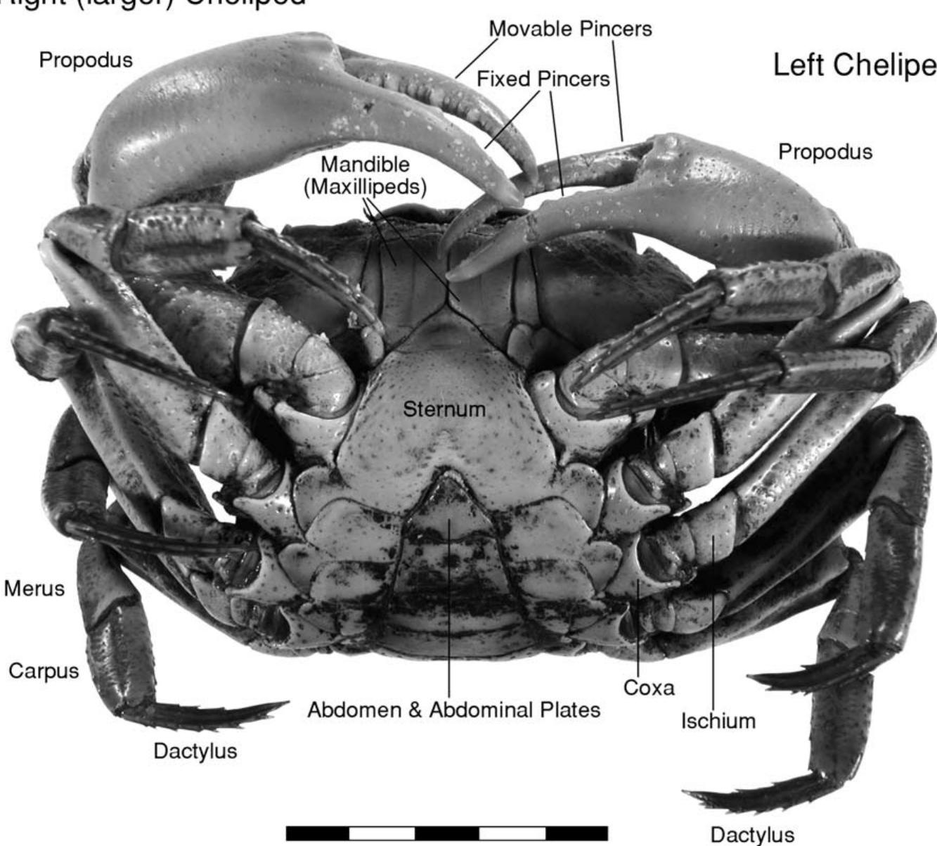 Body parts of the freshwater crab potamon potamios.