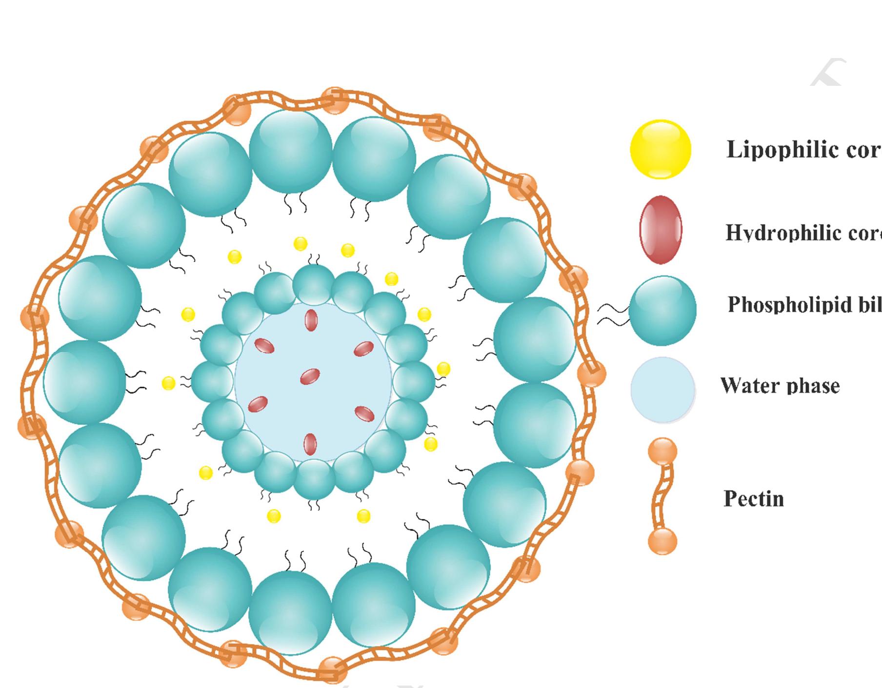 Figure 6 - Pectin polymers as wall materials for the