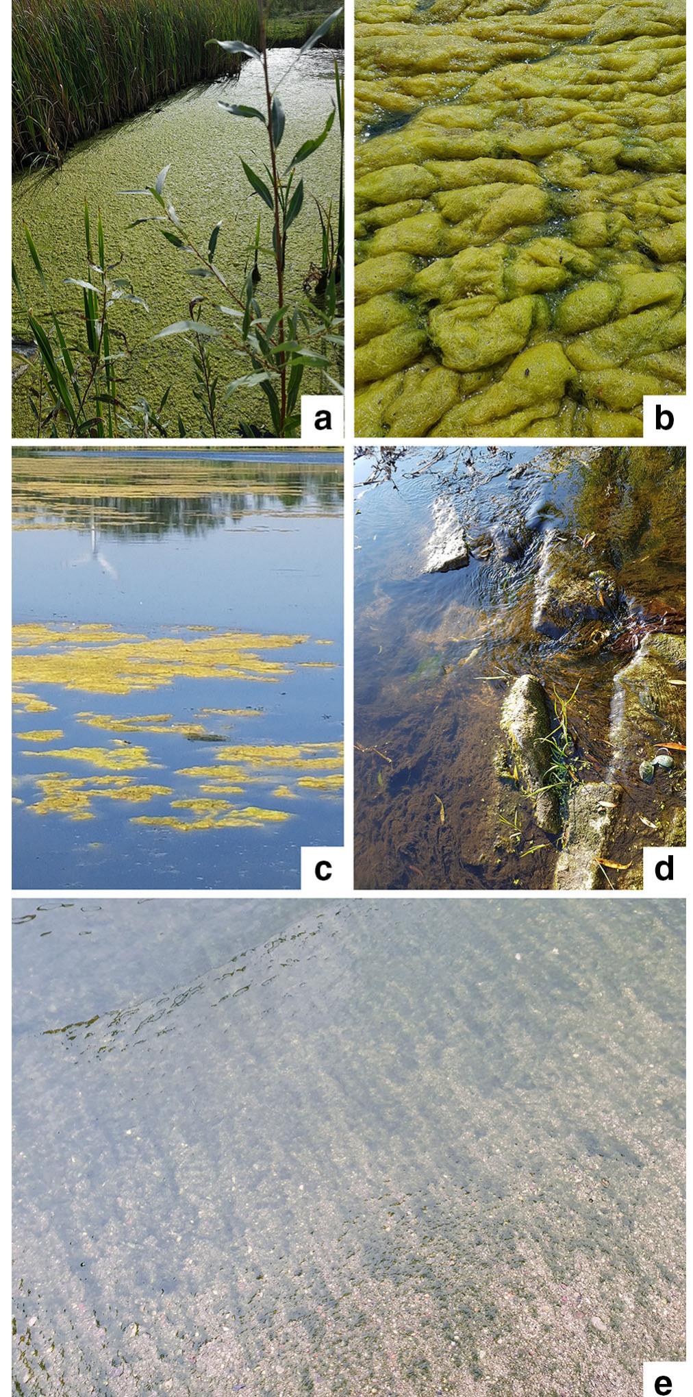 (PDF) Concise review of Cladophora spp.: macroalgae of commercial interest
