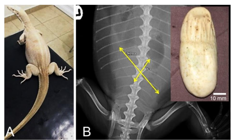 | the female water monitor (v. salvator) (a) and ventral