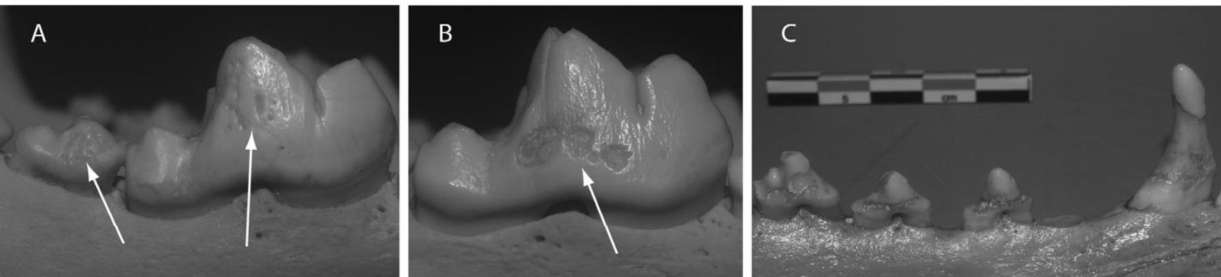 2 examples of hypoplastic lesions on wolf and dog teeth. a.