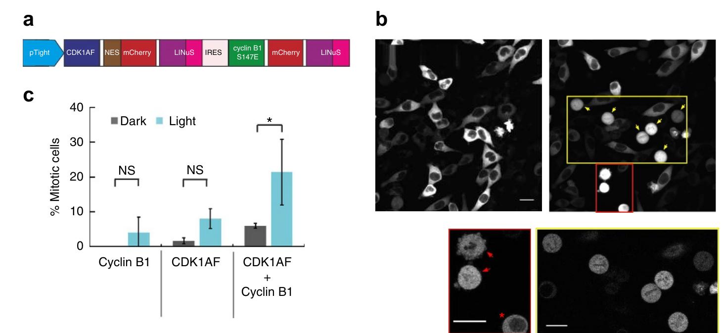 | light-induced entry into mitosis mediated by linus. (a)