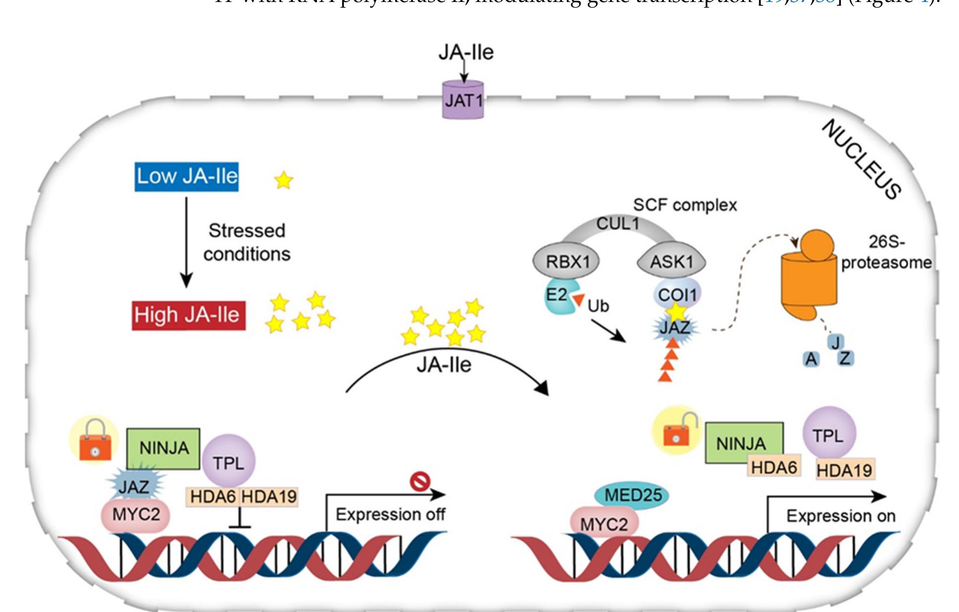 Working model of jasmonic acid signal transduction. under