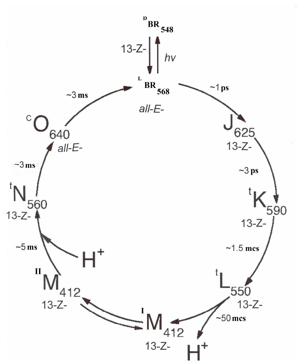 Photocycle scheme of br (aqueous solution, ph = 7.2; t = 20