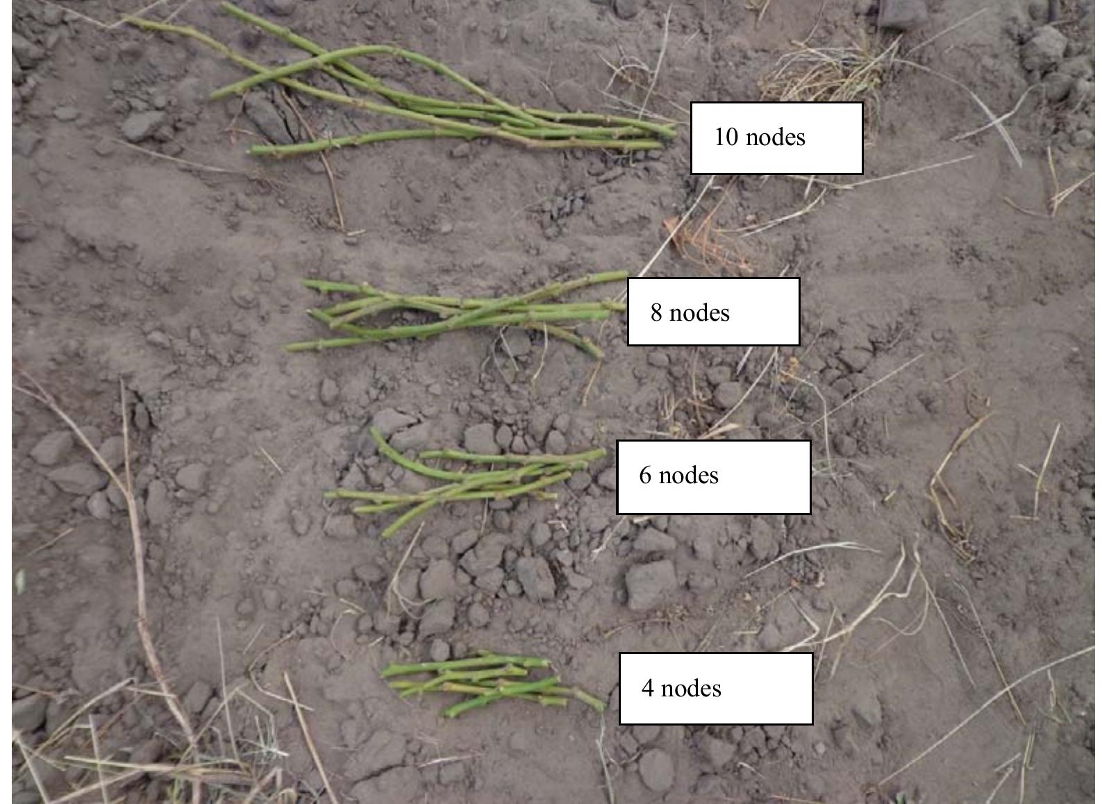 Stem cutting sizes for mtwapa 8 (check). three nodes were
