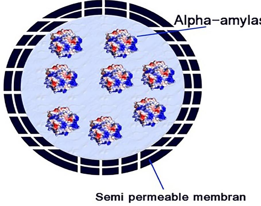 Schematic of entrapment of alpha-amylase.