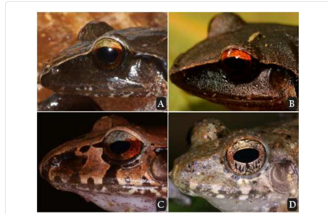 Images indicating diagnostic iris colour for molecular