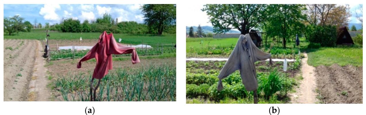 (PDF) The Scarecrow as an Indicator of Changes in the Cultural Heritage ...