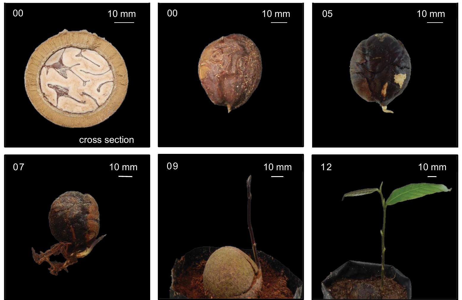 Major growth stages of atuna racemosa framed according to