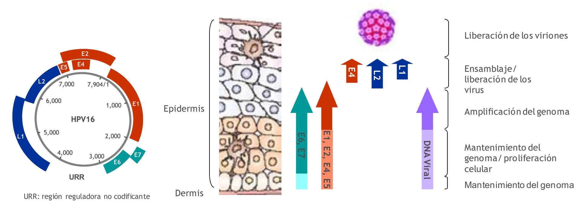 Ura 3. esquema del genoma del vph y ciclo de vida.