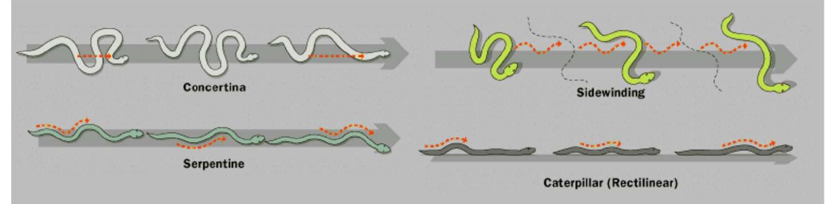 Views of four primary modes of snake locomotion: concertina,