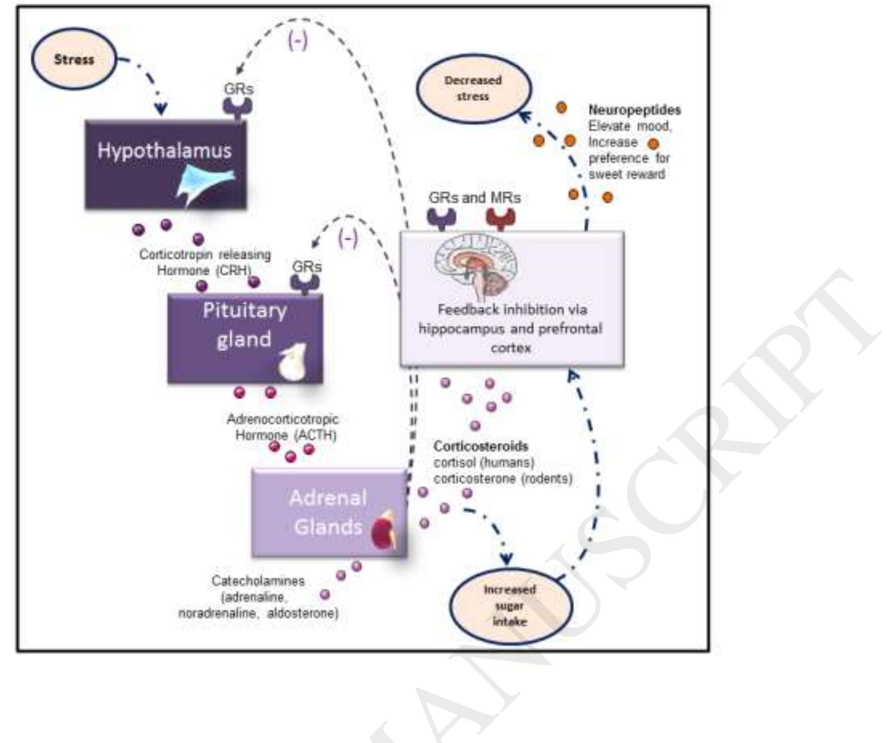 Hypothalamic-pituitary-adrenal axis. stress causes the