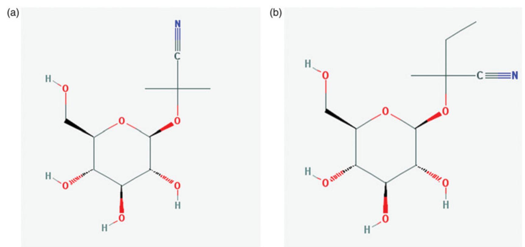 Chemical structure of (a) linamarin and (b) lautostralin