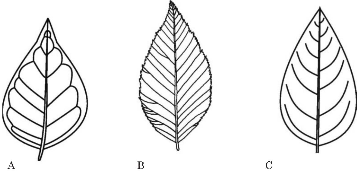 (PDF) Evolution and Function of Leaf Venation Architecture: A Review