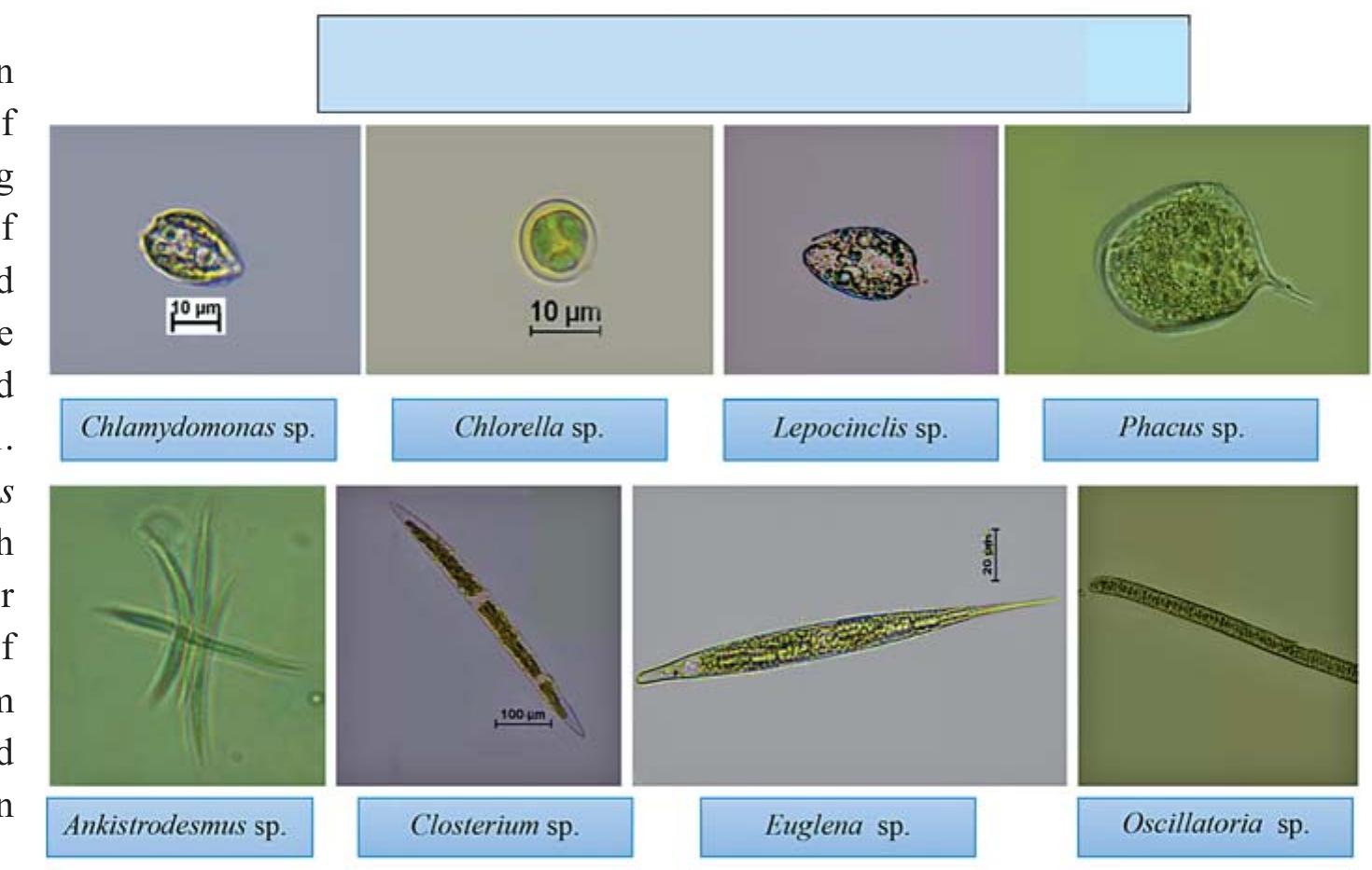 Pollution indicating plankton species