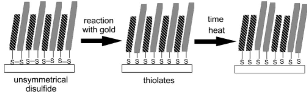 Schematic of a phase segregation of unsymmetrical disulfide