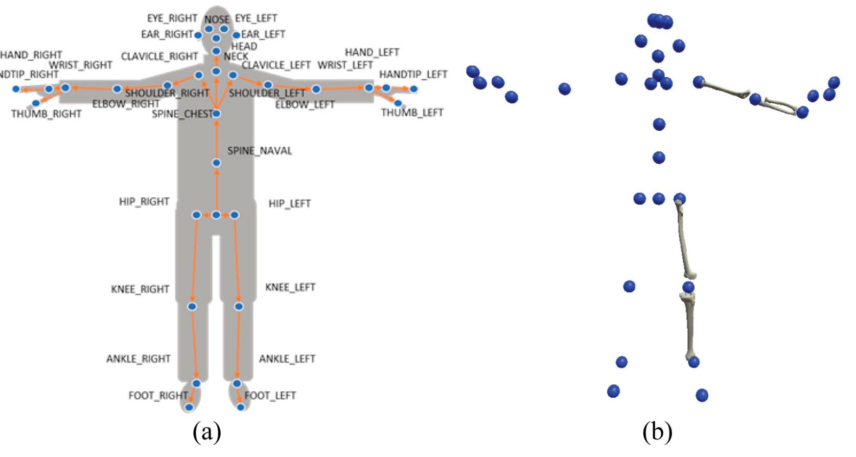 (a) map of the joints tracked by the azure kinect; (b) map