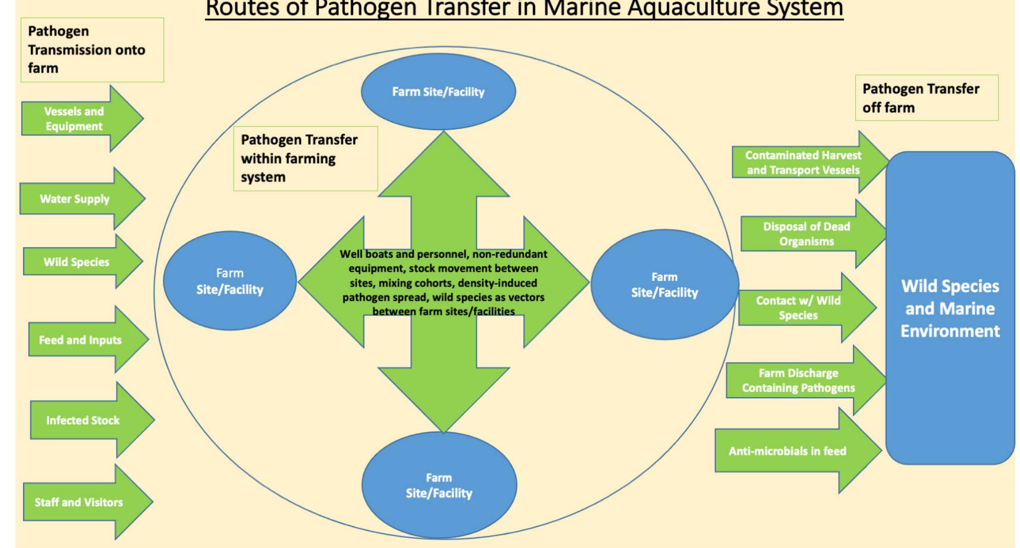 Simplified diagram of potential routes of pathogen
