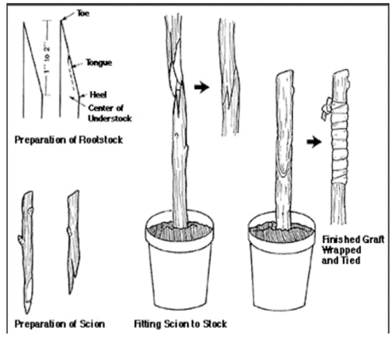 Picture of steps of whip and tongue grafting. it is mostly