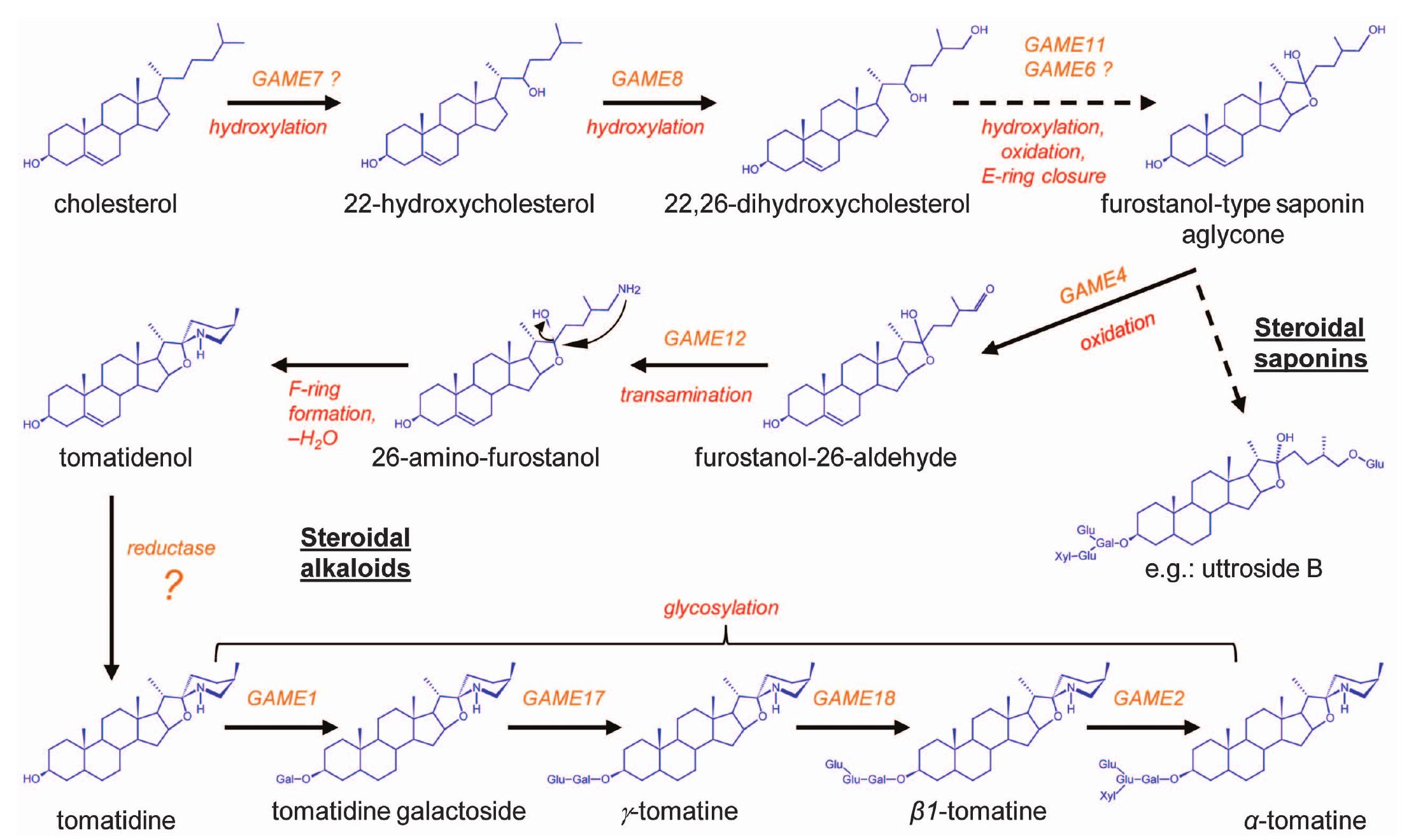 Biosynthesis of steroidal alkaloids and saponins in the