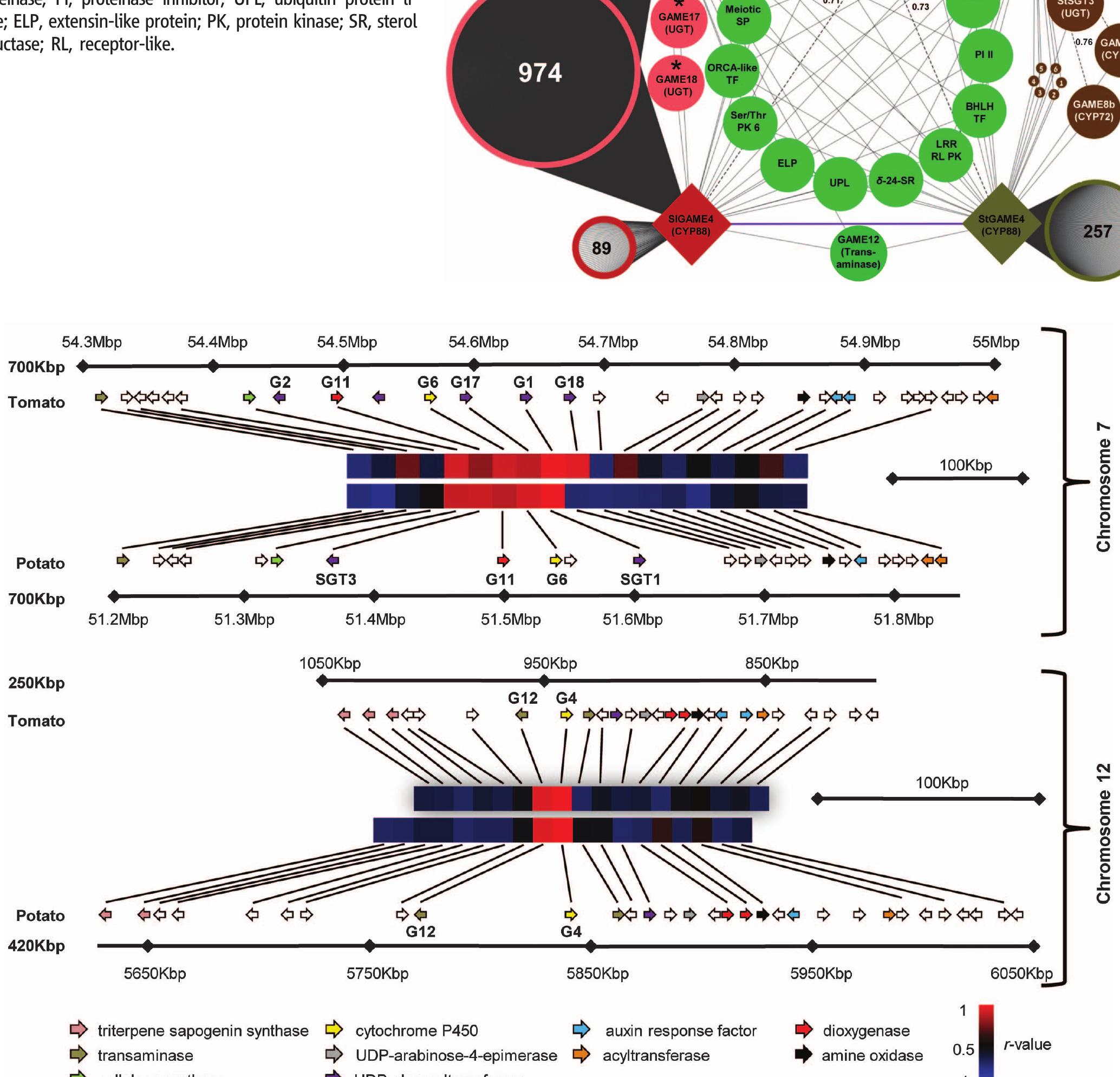Schematic map of genes identified in the duplicated genomic