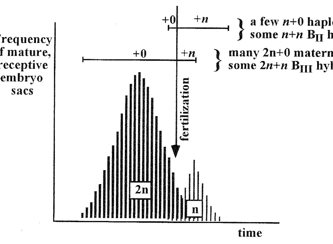 3. schematic graph depicting temporal differences in numbers