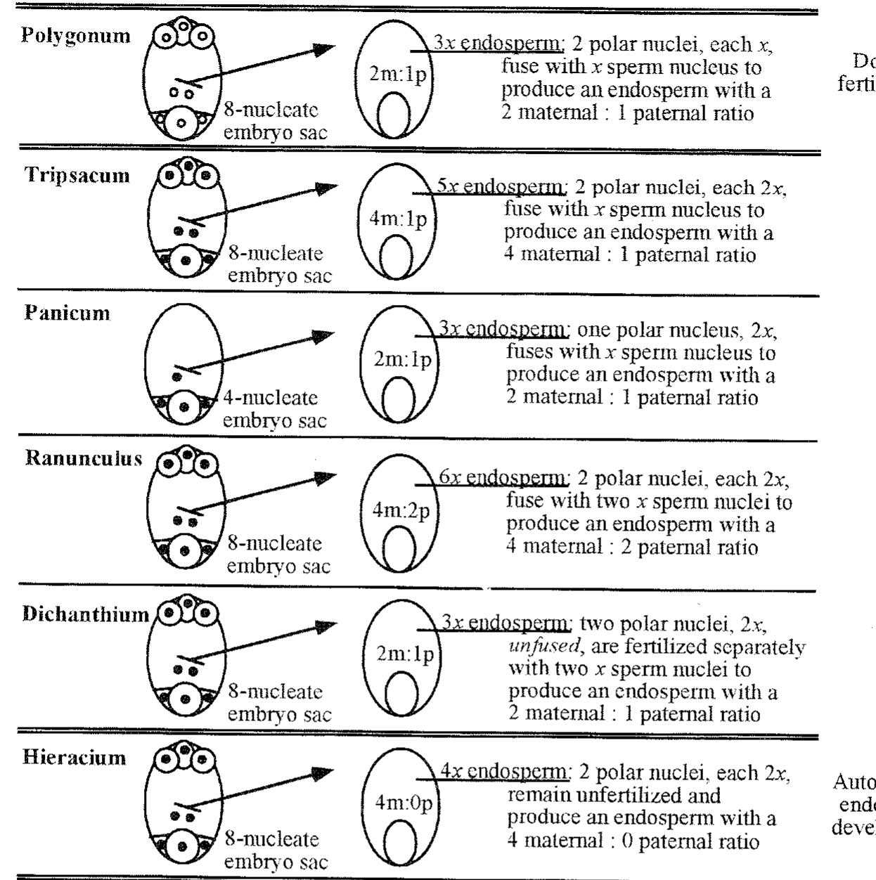 4. types of endosperm development, adapted and completed
