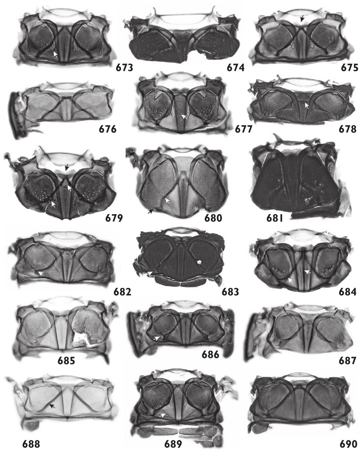Sures 673-690. metanota (dorsal view). 673, dirabius calvus,