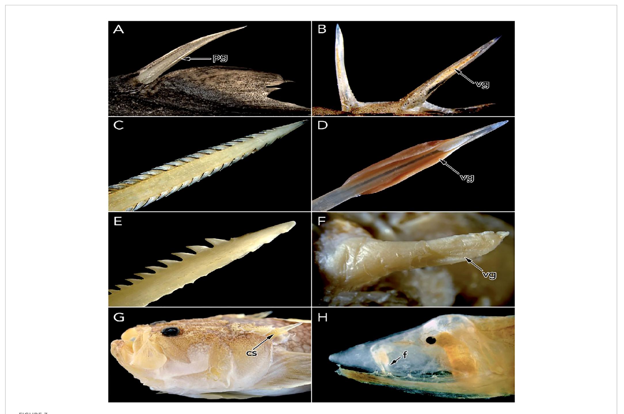 Representative venomous fish structure morphology: (a)