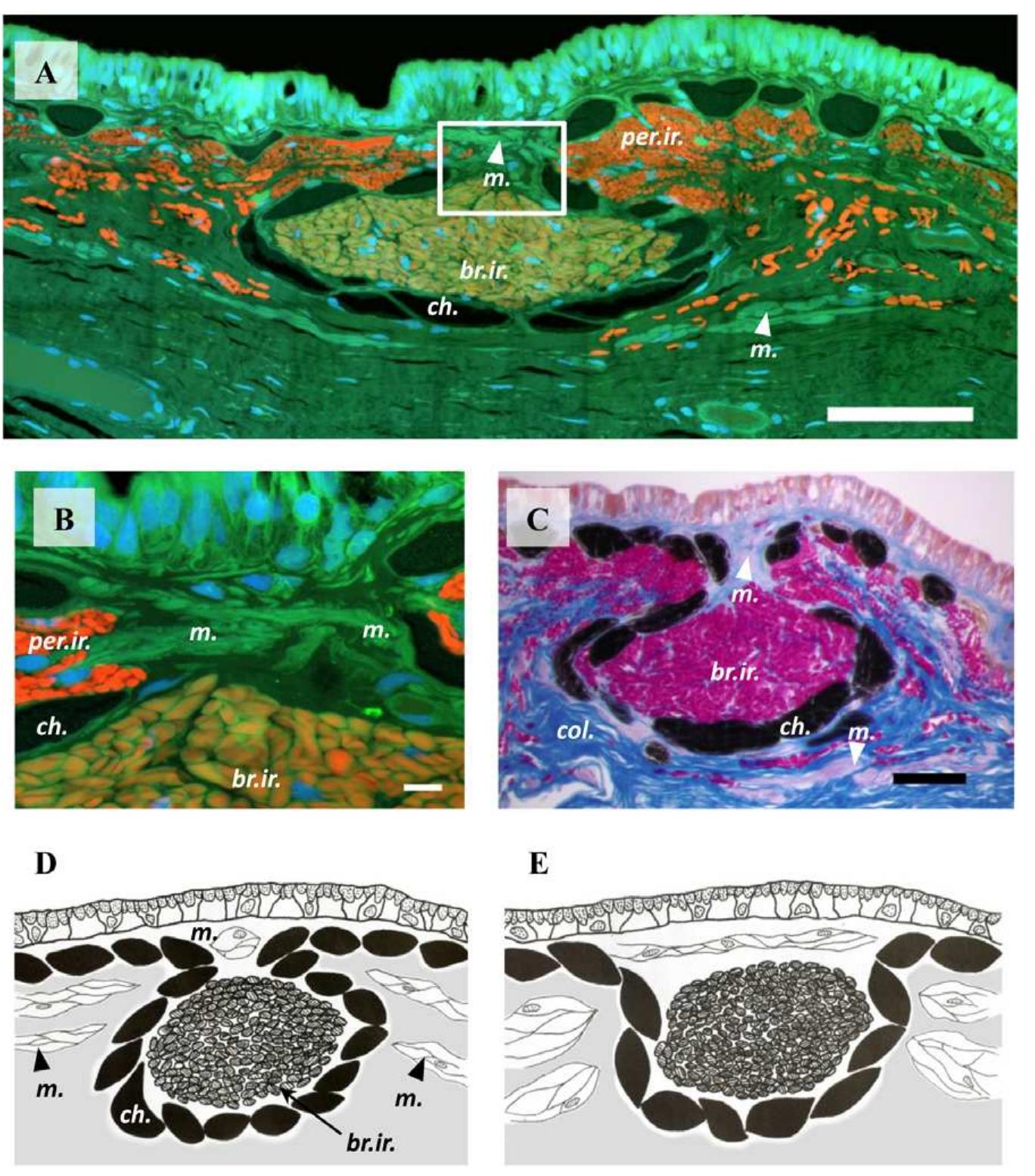Of the blue ring and differentiate key structural elements,