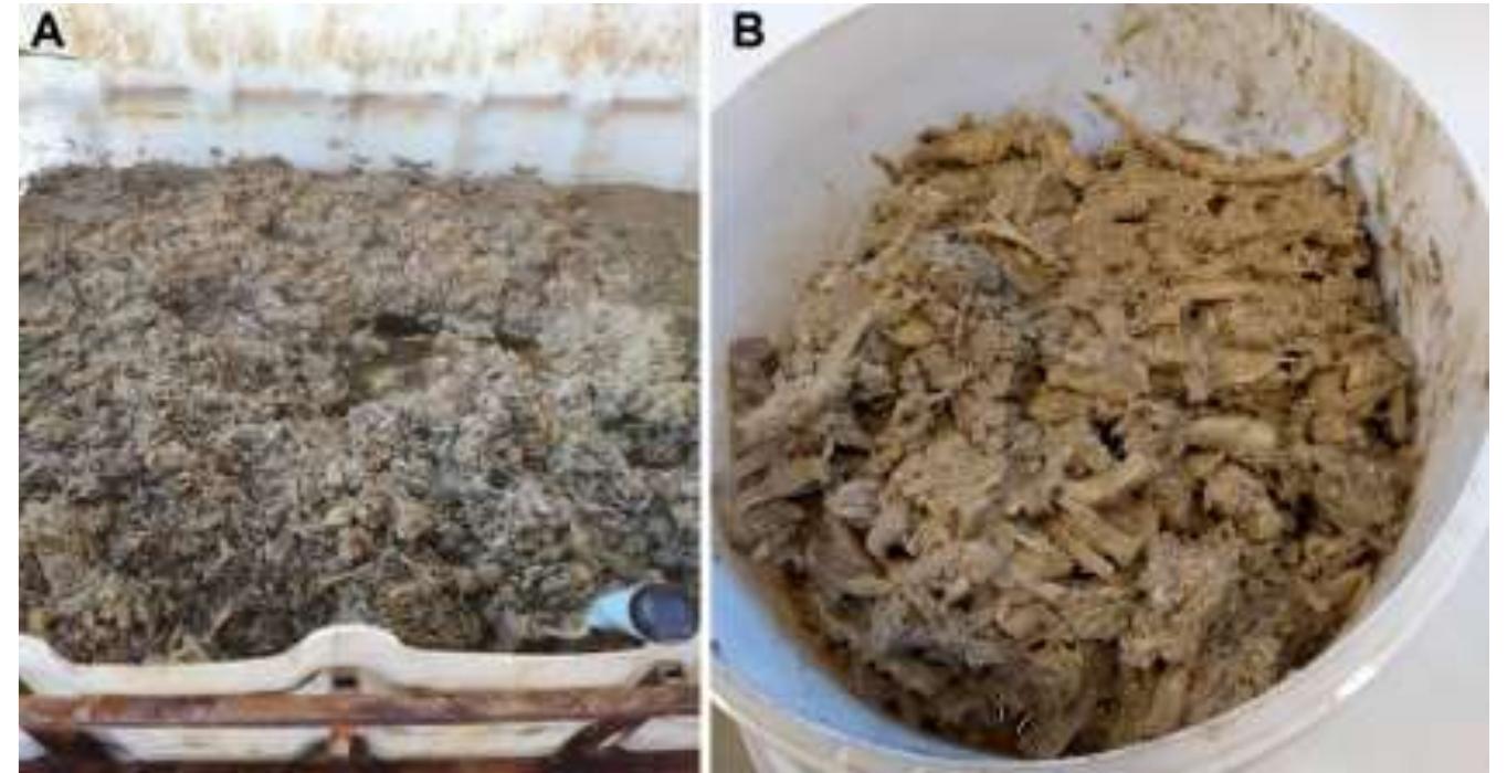 Picture 1: fish sediments (fss) in a container showing the