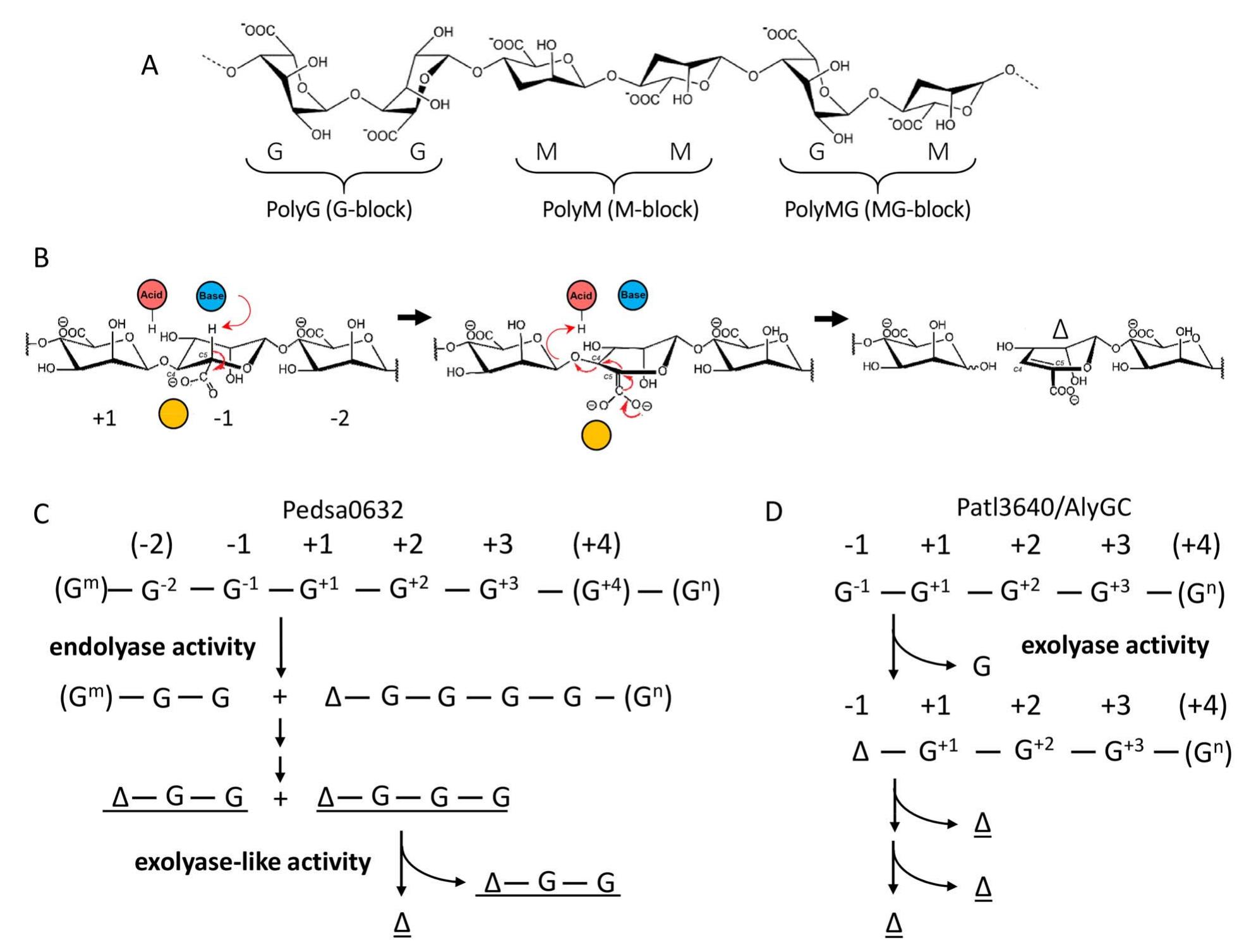 Schematic illustrating the cleavage modes of endo- and