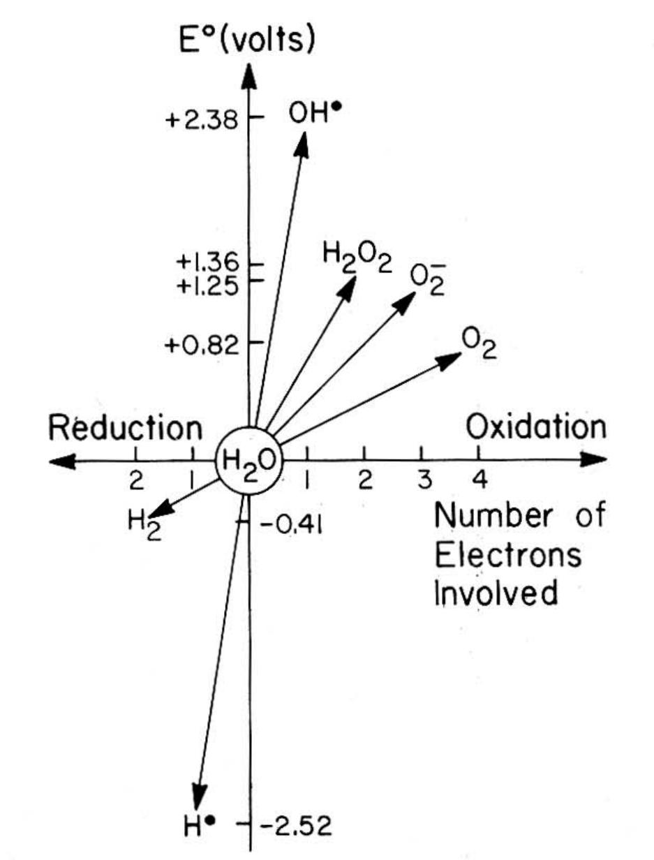 Reduction potentials for various reactions of water (at ph 7