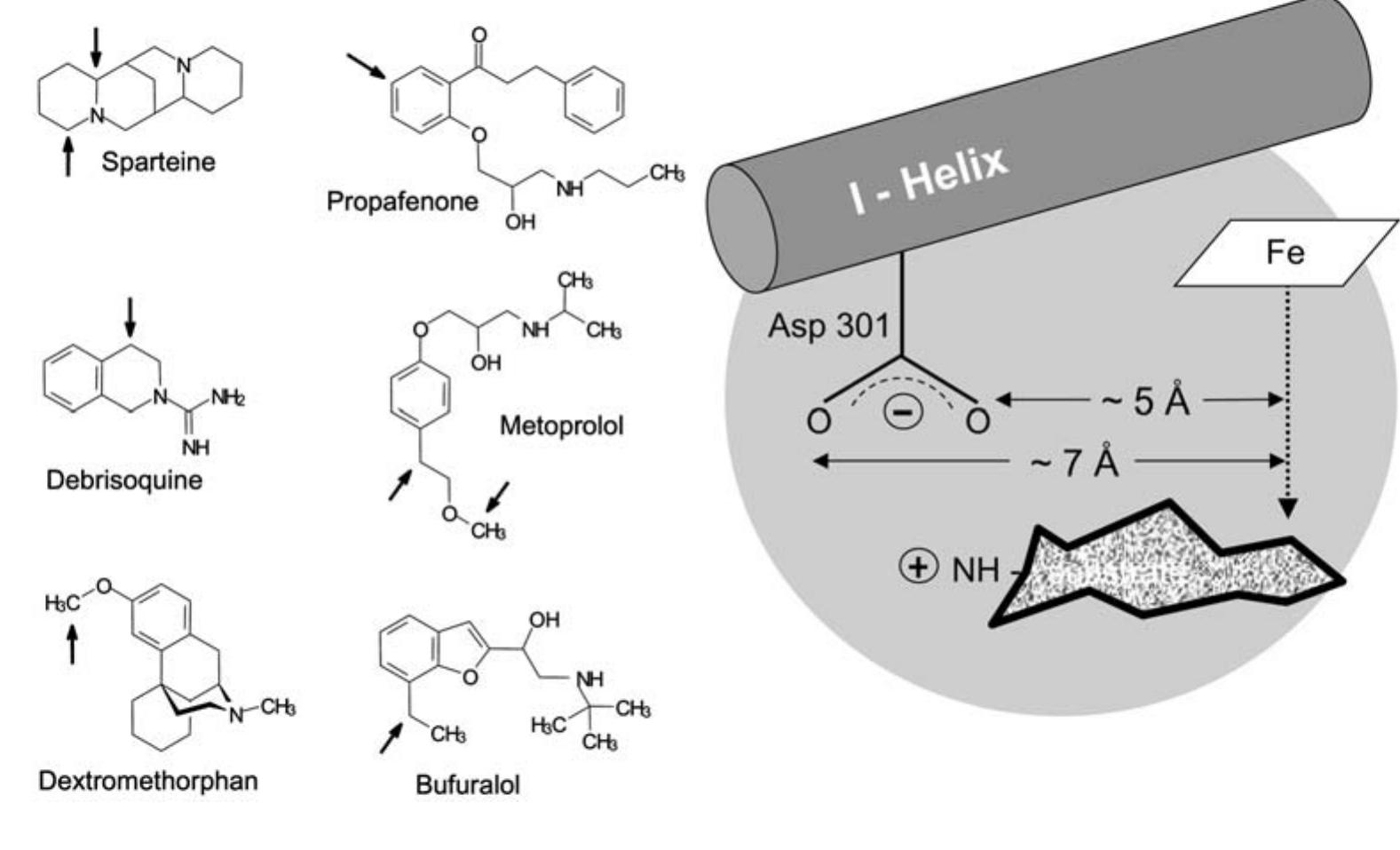 Models of substrate and protein structures